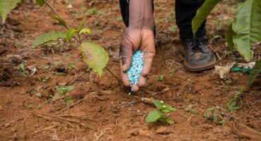 What Is 16 16 16 Fertilizer? How Does It Help in Gardening