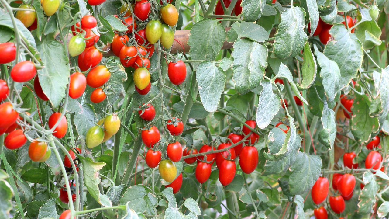 What Is 16 16 16 Fertilizer? How Does It Help in Gardening