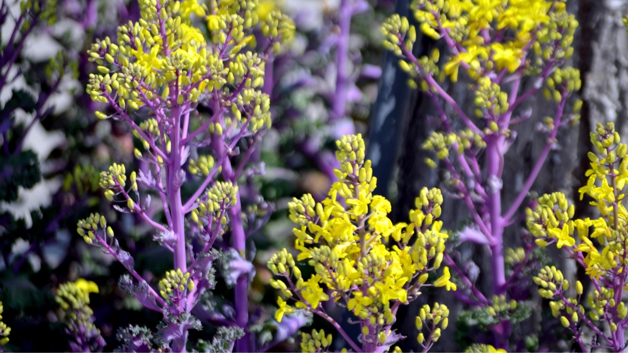 Lavender Leaves Turn Yellow - (Causes and Solutions)