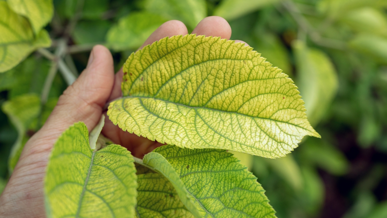 What is Potash Fertilizer? - Everything You Need to Know