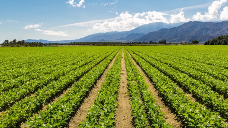 What is Potash Fertilizer? - Everything You Need to Know