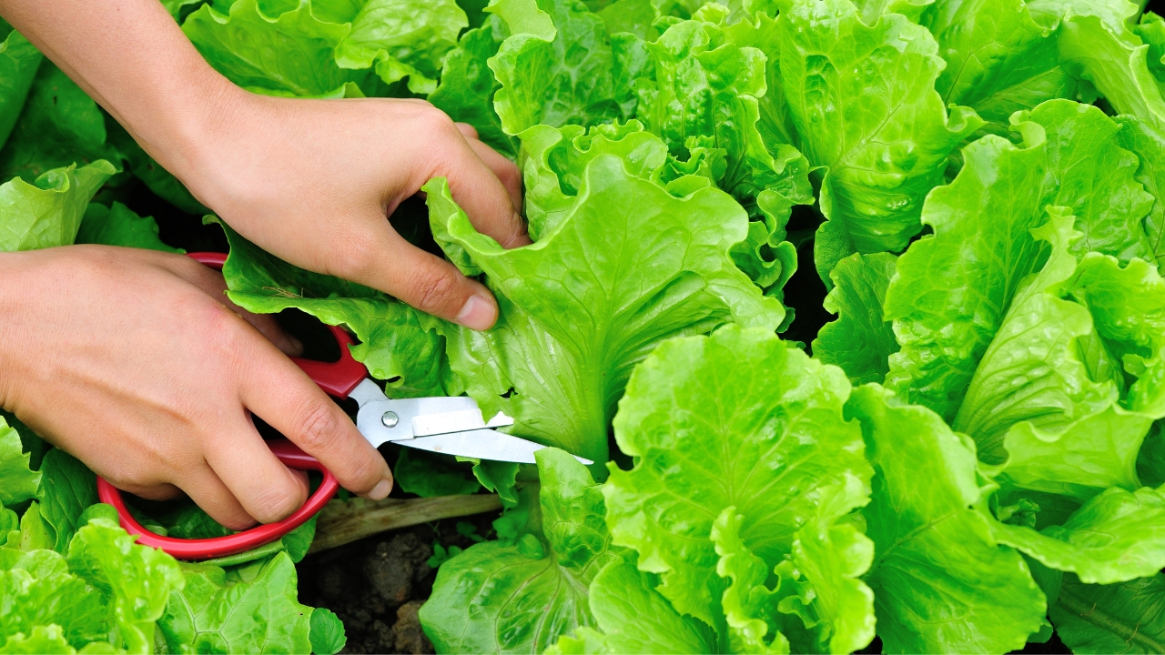 How to Harvest Lettuce of All Types