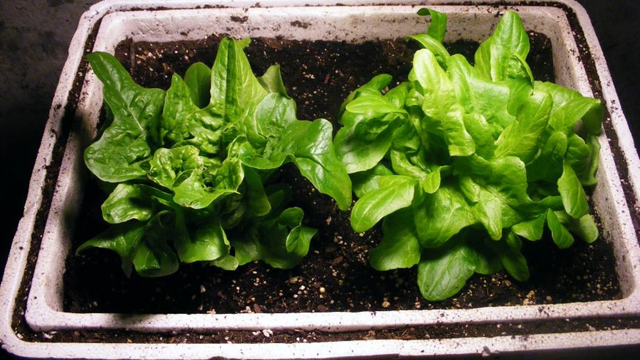 How to Harvest Lettuce of All Types