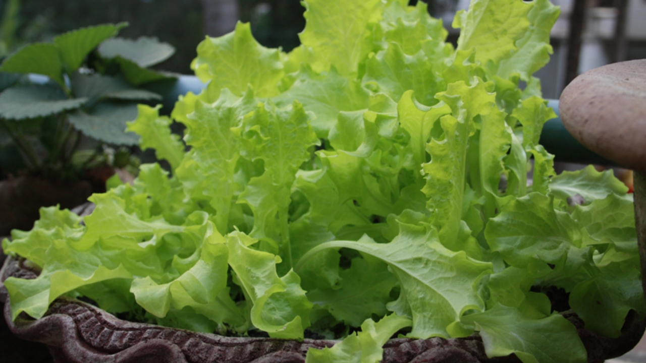 How to Harvest Lettuce of All Types