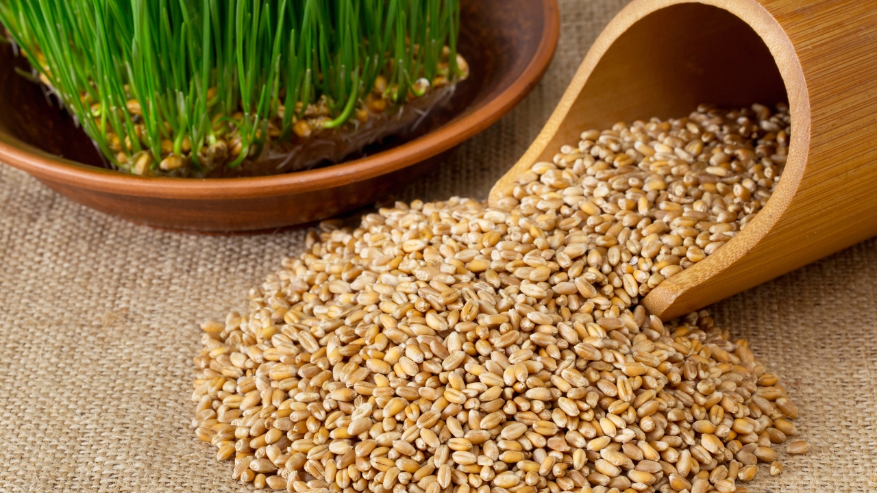 How Long Does It Take Wheat to Germinate - AgriBotix
