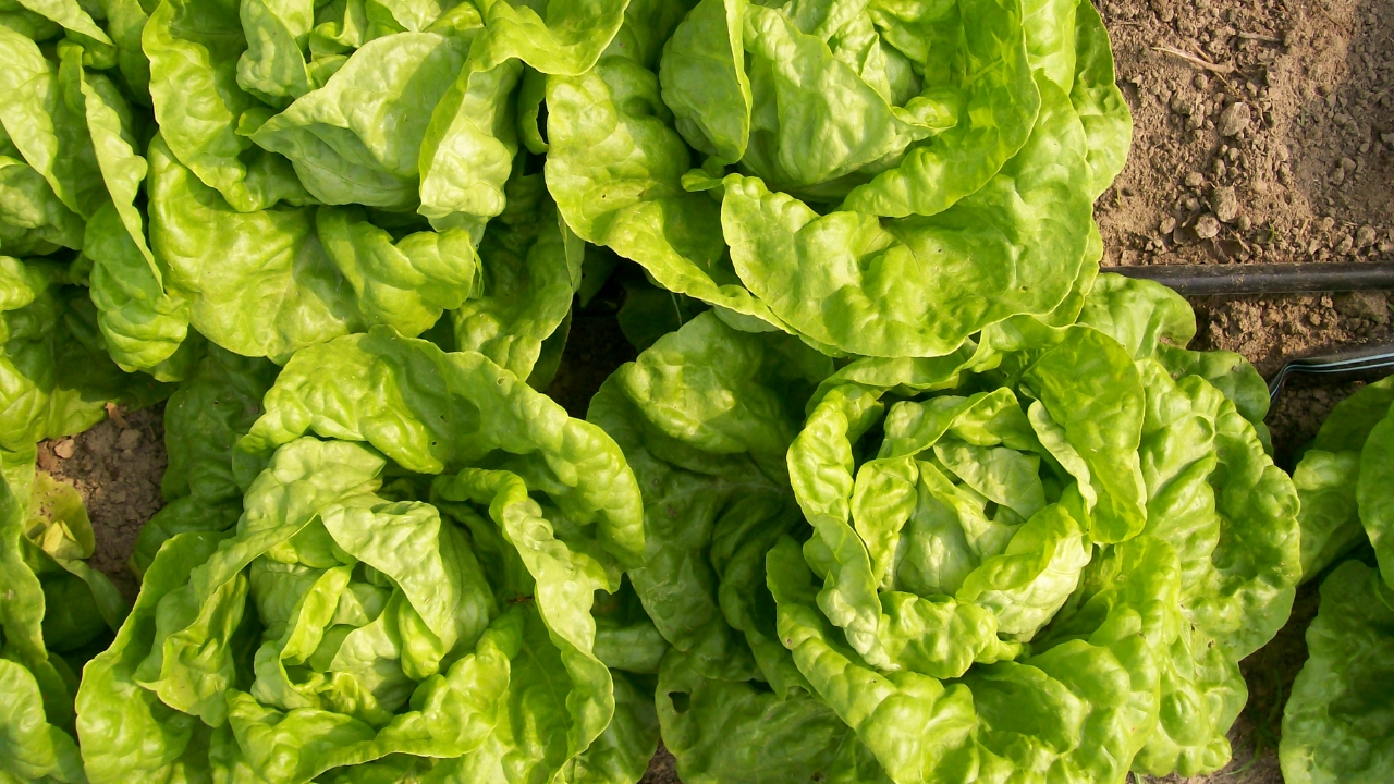 How to Harvest Lettuce of All Types