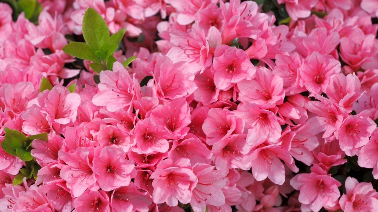 9 Best Smelling Flowers in the World