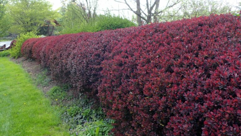 9 Best Small Hedge Plants for Compact Gardens
