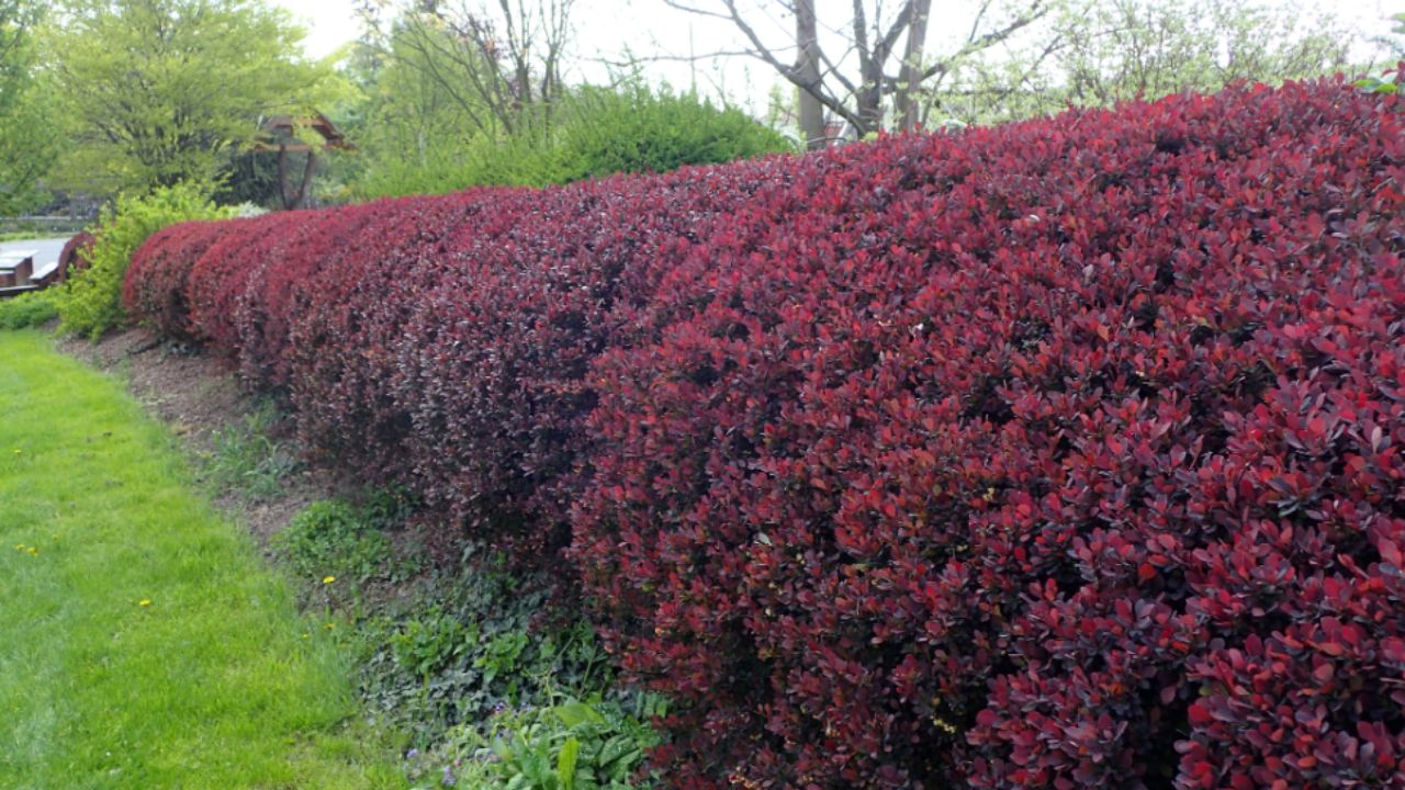 9 Best Small Hedge Plants for Compact Gardens