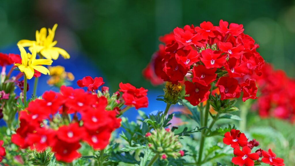 9 Best Annual Flowers in the World