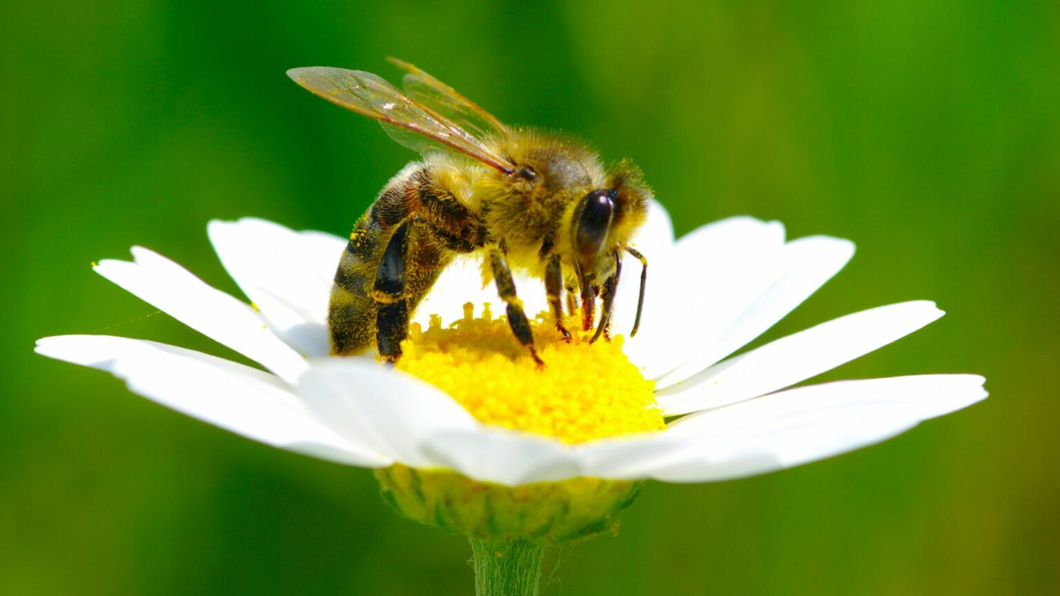 9 Best Flowers that Will Attract Bees
