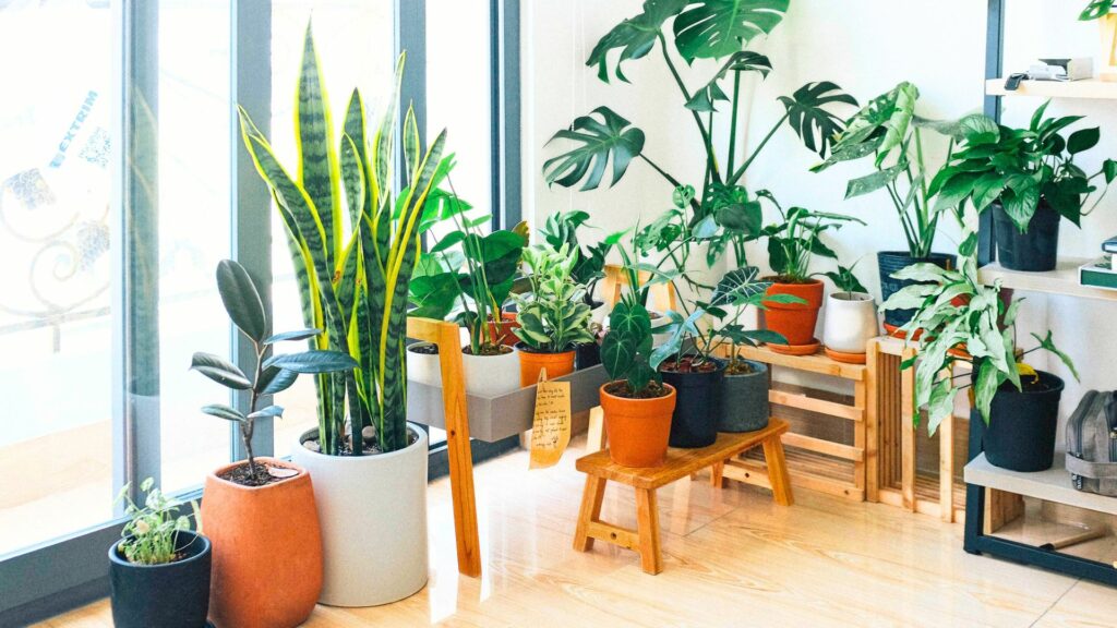 10 Best Indoor Plants for Oxygen in Your Home