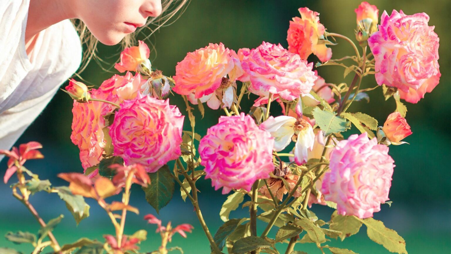 9 Best Smelling Flowers in the World