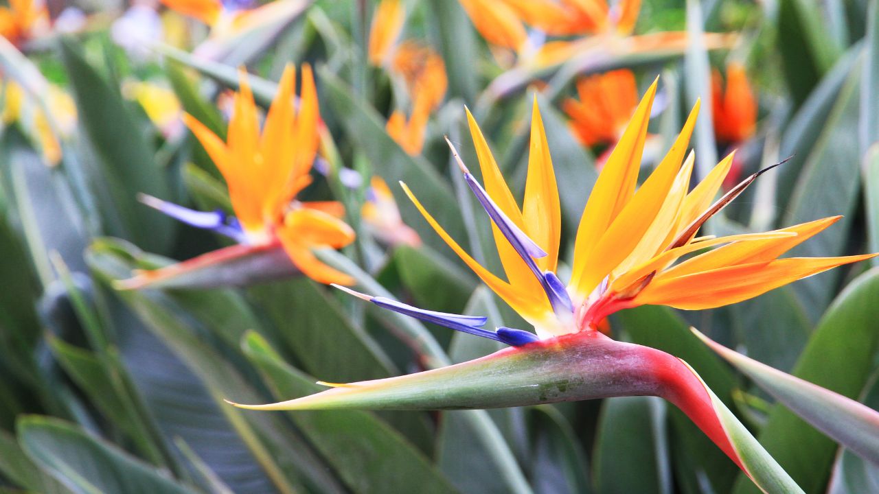 7 Most Rare and Unique Flowers in the World