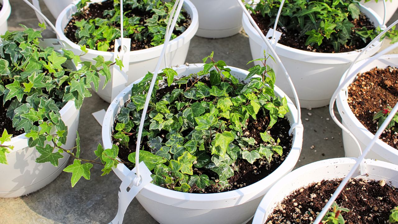 9 Best Plants for Small Pots