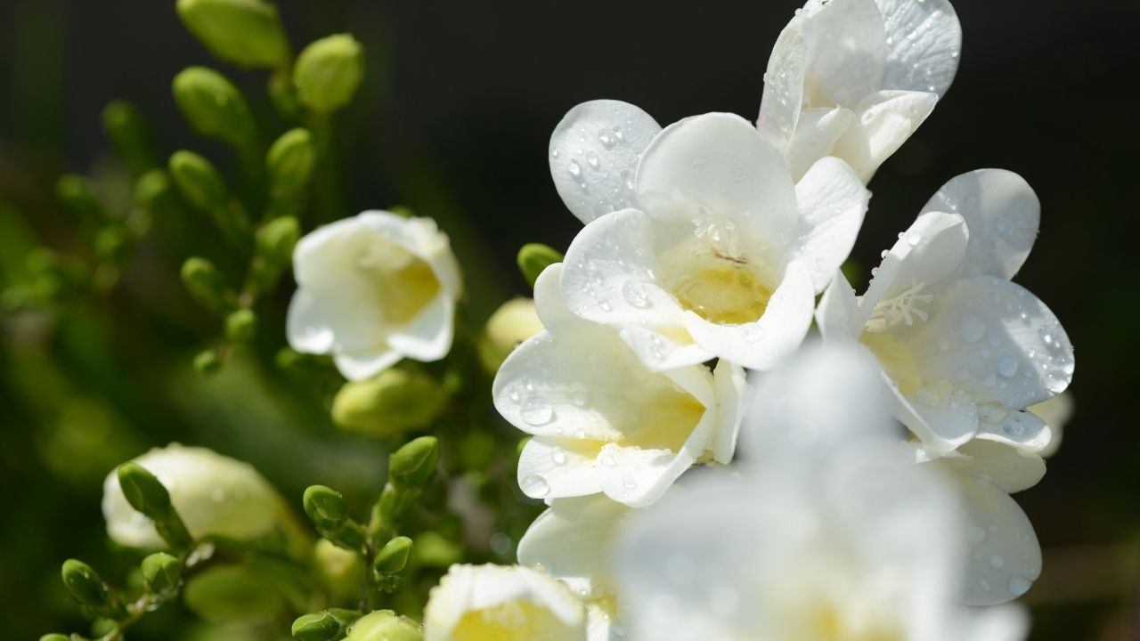 9 Best Smelling Flowers in the World