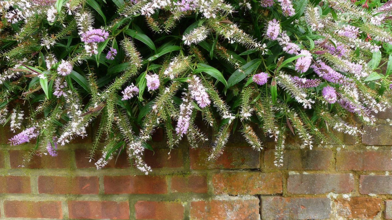 9 Best Small Hedge Plants for Compact Gardens