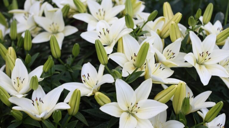 9 Best Smelling Flowers in the World