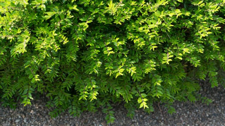 9 Best Small Hedge Plants for Compact Gardens