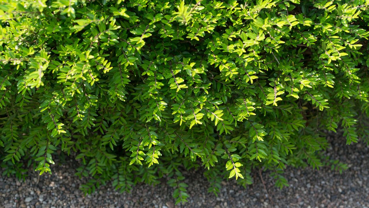 9 Best Small Hedge Plants for Compact Gardens