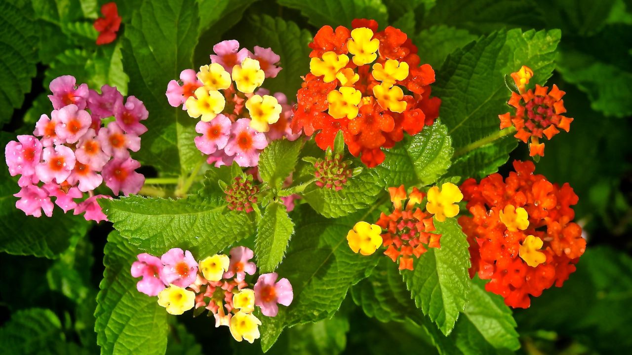 10 Most Exotic Flowers Around The World