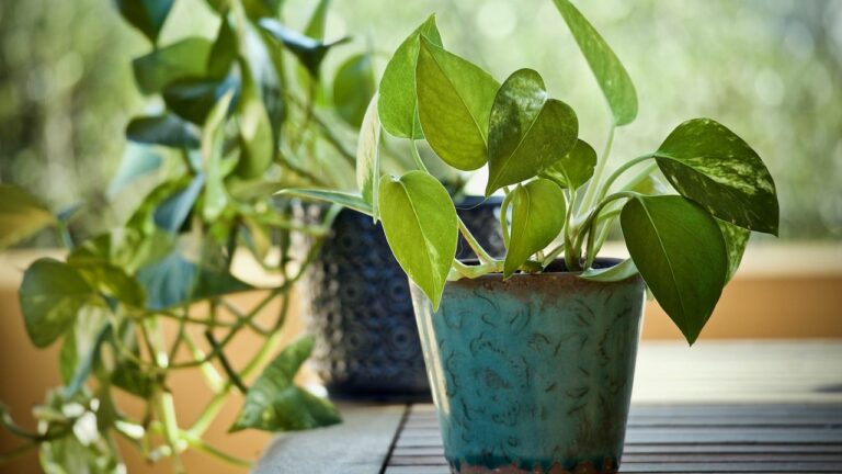 10 Best Indoor Plants for Oxygen in Your Home