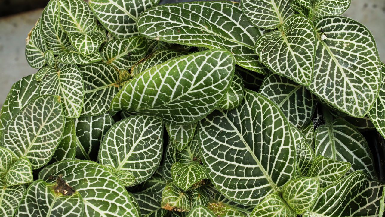 10 Best Small Terrarium Plants for Miniature Gardens