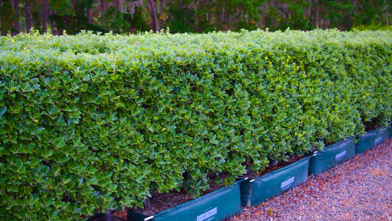 9 Best Small Hedge Plants for Compact Gardens