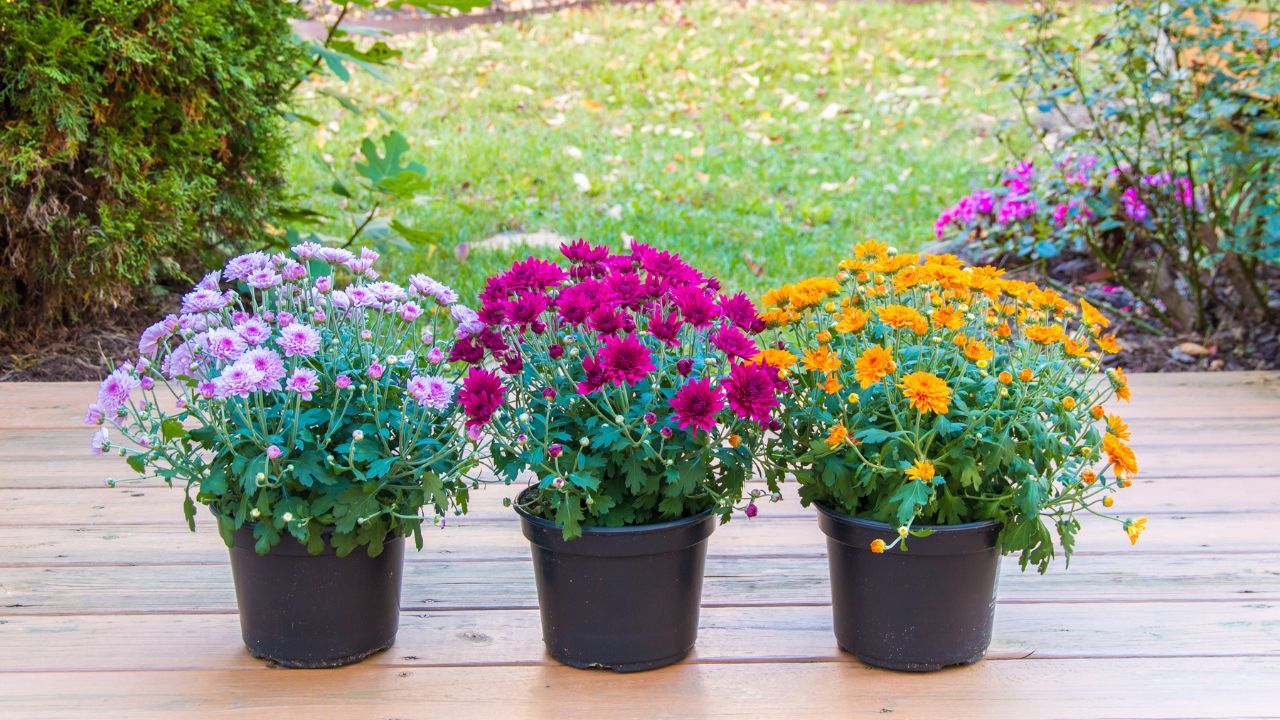 9 Best Houseplants for Air Purification