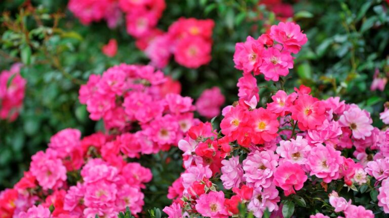 9 Best Small Hedge Plants for Compact Gardens
