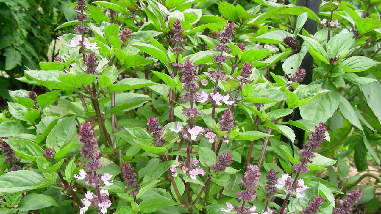 7 Best Plants for Small Garden to Maximize Your Space