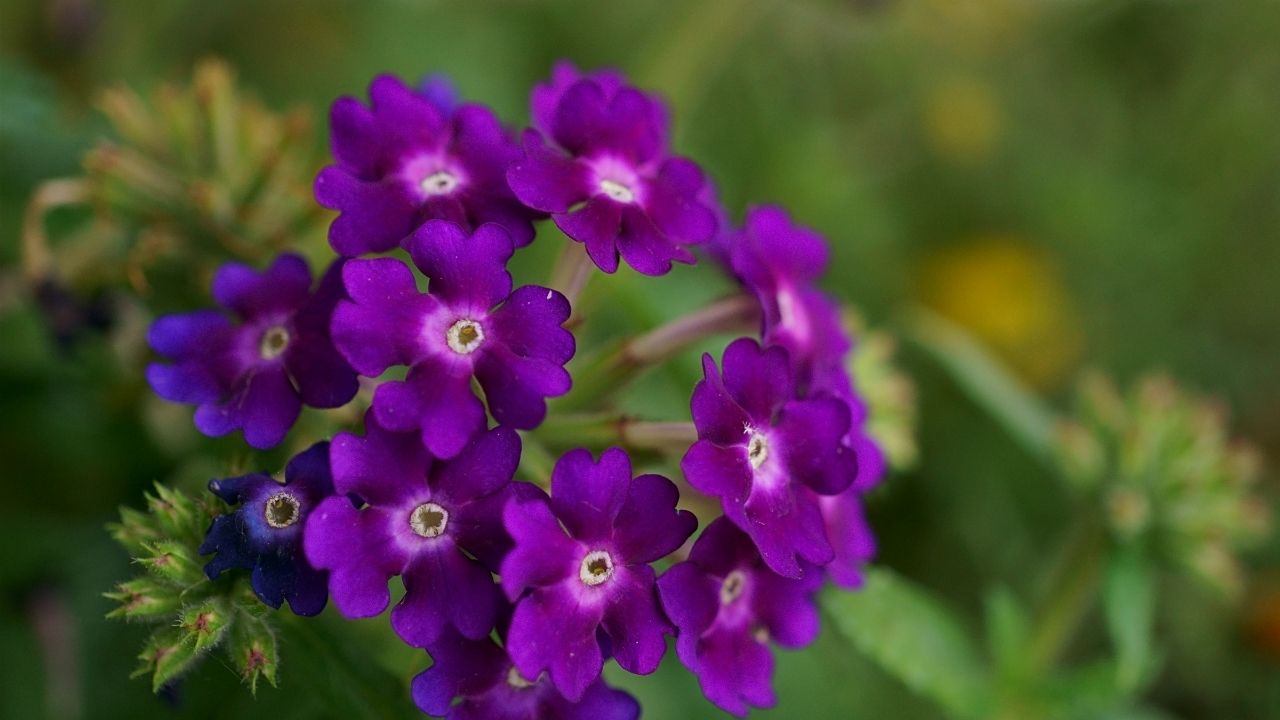 10 Breathtaking Types of Purple Flowers & Their Meanings