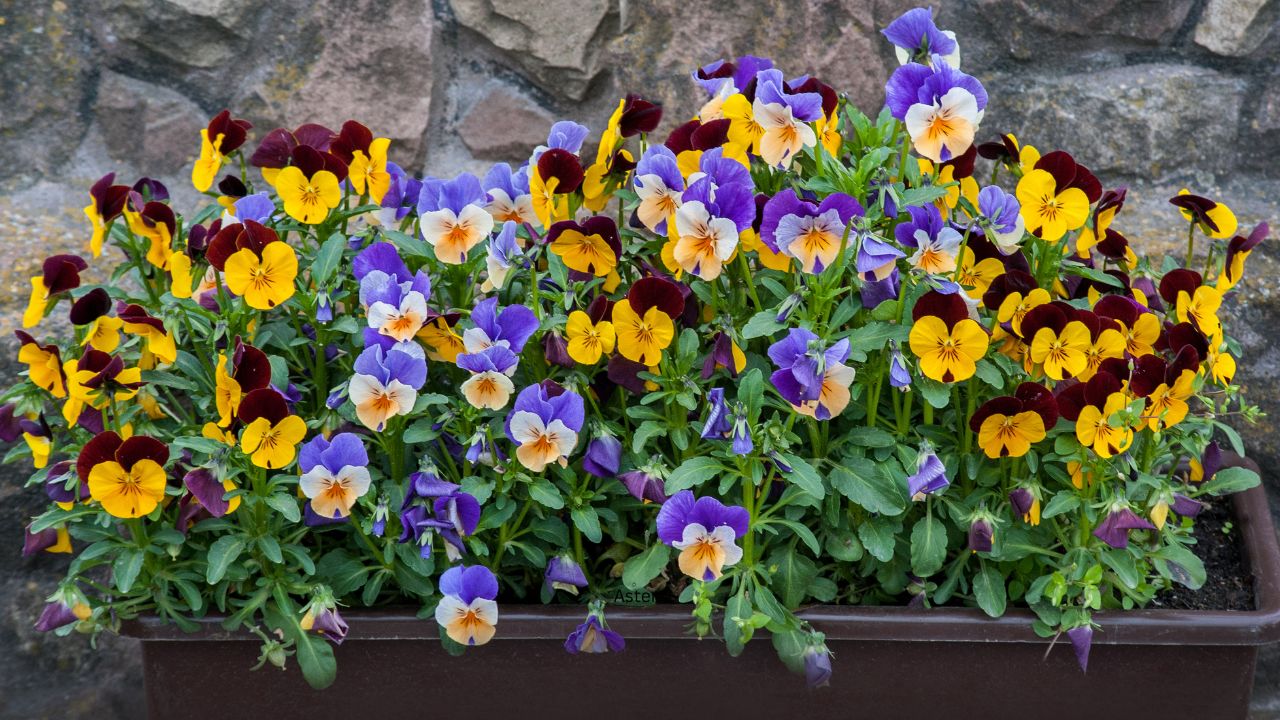 9 Best Fall Flowers to Plant in Georgia