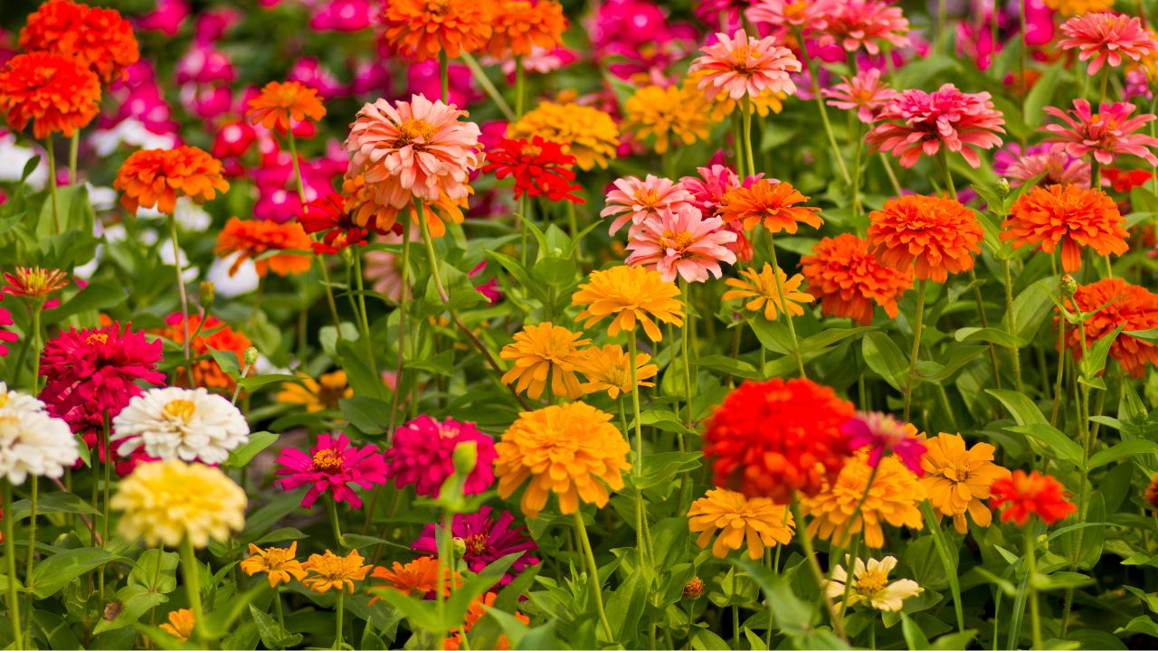 10 Best Flowering Perennials for Pots for Year-Round Color