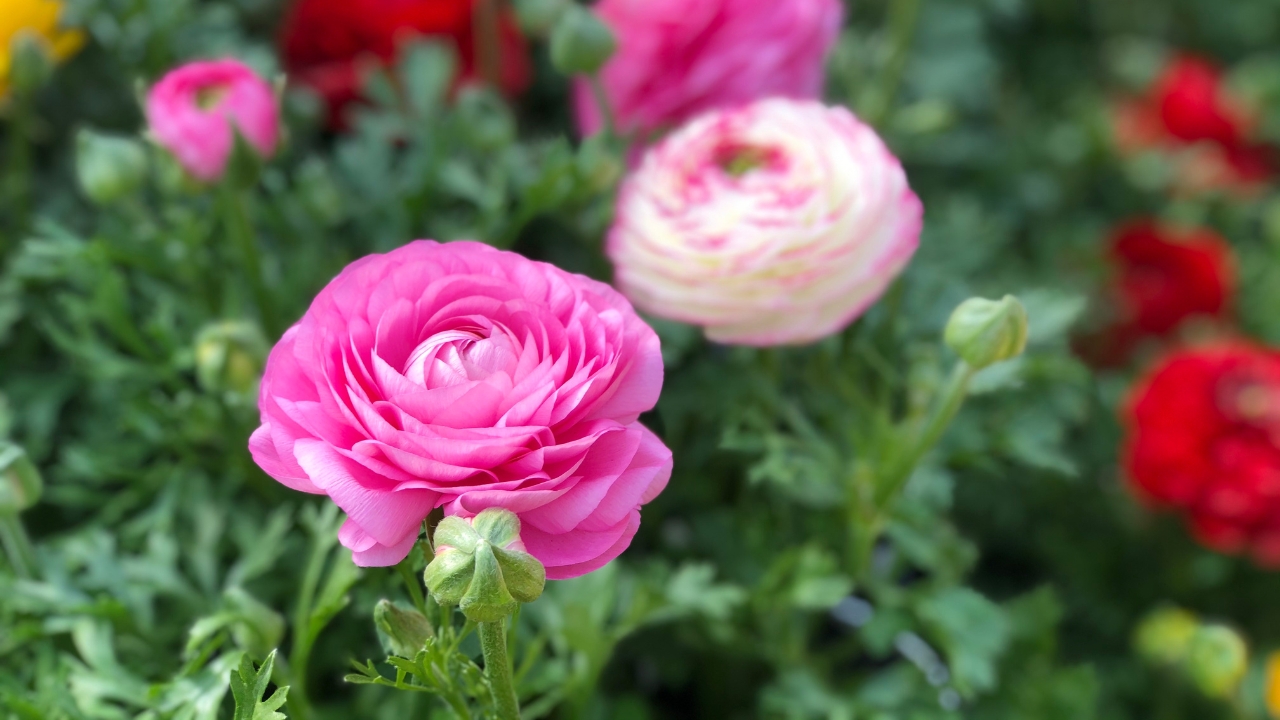 10 Best Looking Flowers in the World