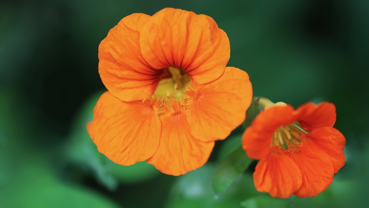 9 Best Flowers for Vegetable Garden to Enhance Your Greens
