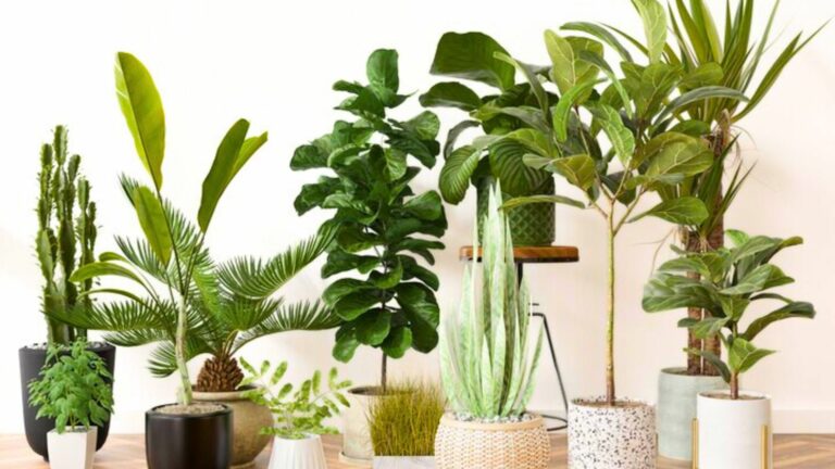 7 Best Large Indoor Plants for Easy Care
