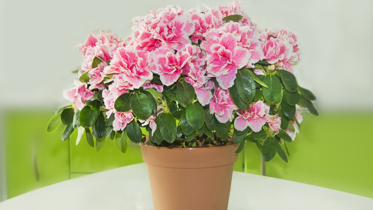 10 Best Looking Flowers in the World
