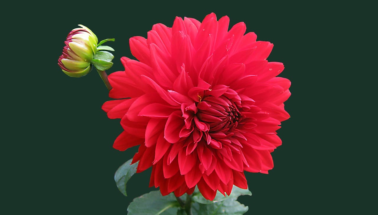 10 Best Looking Flowers in the World