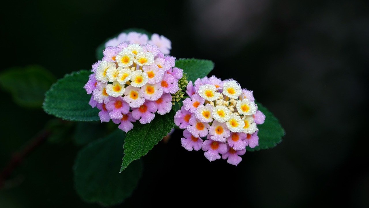 10 Best Looking Flowers in the World