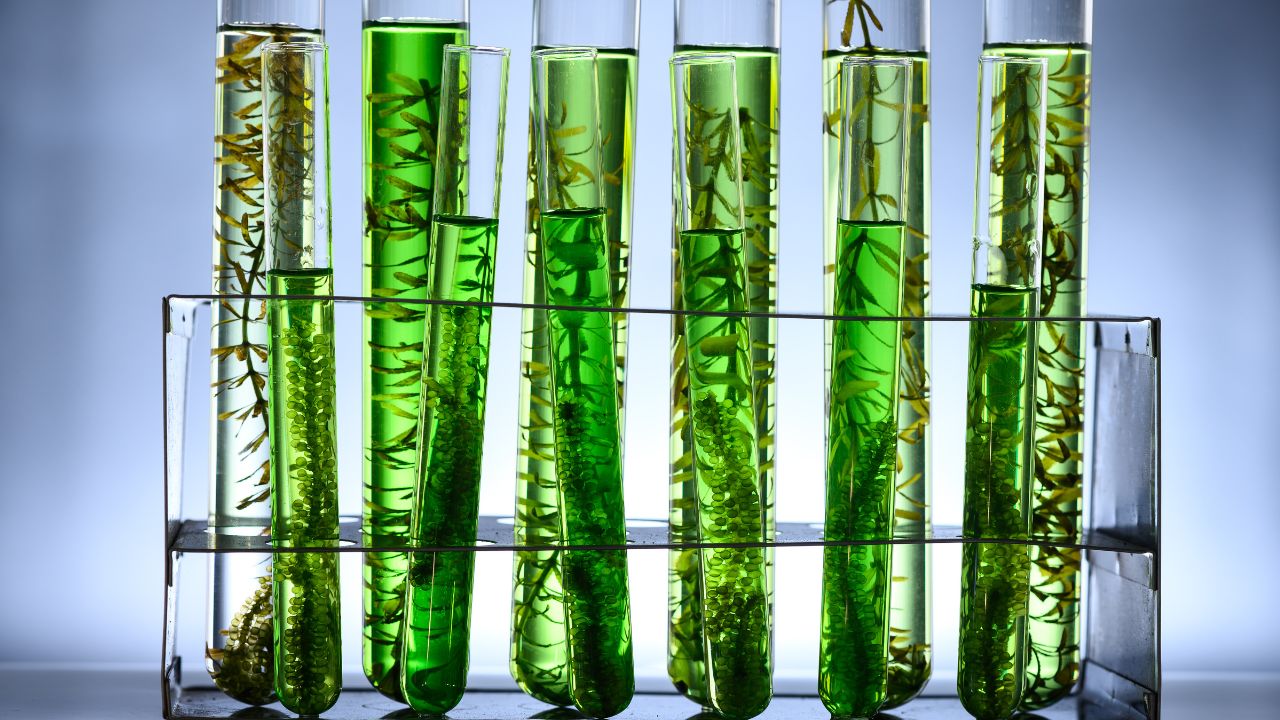 Top 10 Plant-Based Omega-3 Sources for Vegetarians