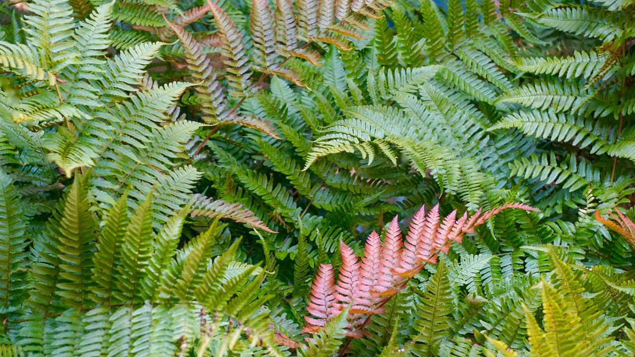10 Best Ferns for Hanging Baskets on Your Porch