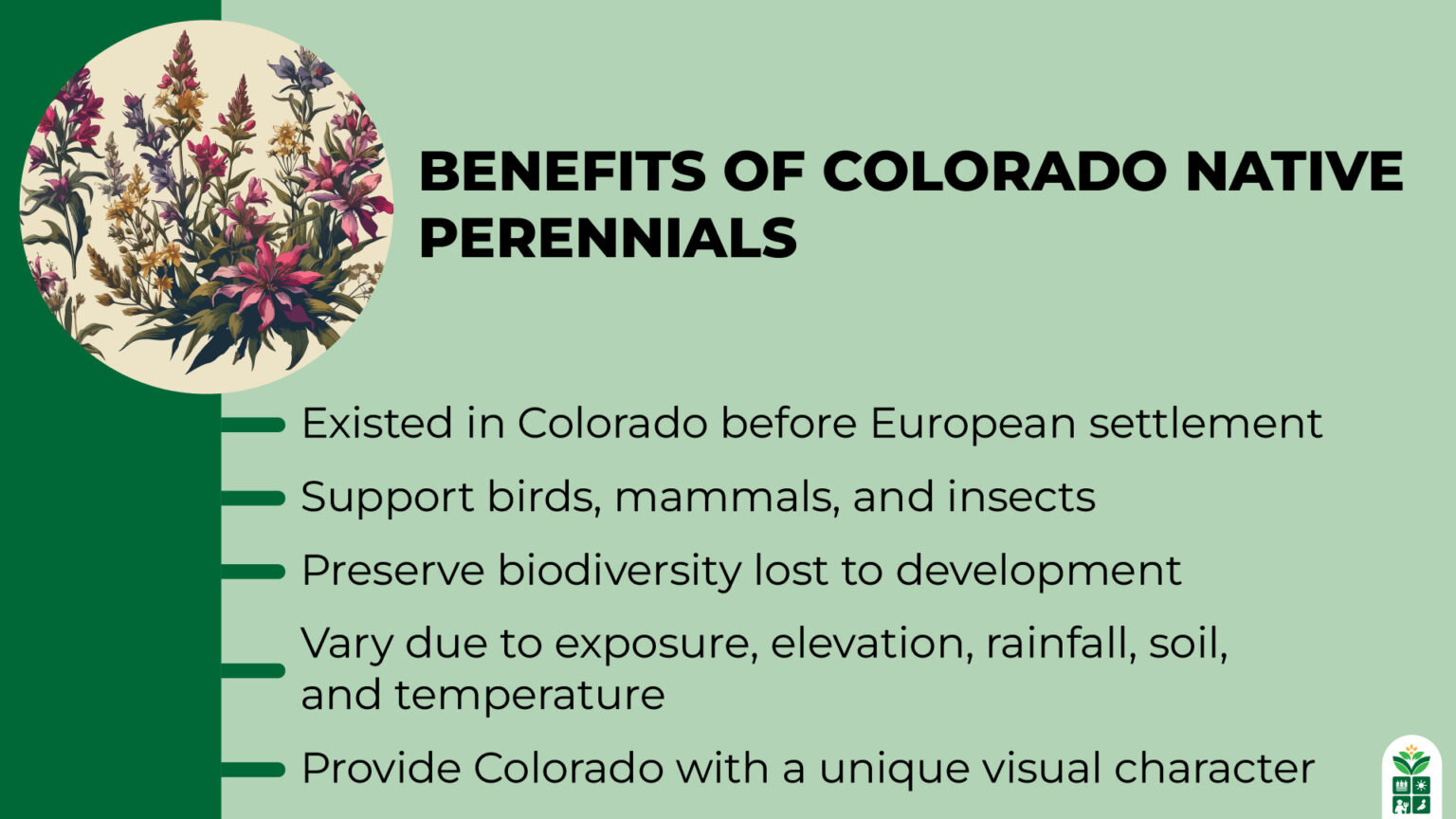 7 Best Perennials for Colorado That Endure Harsh Climate