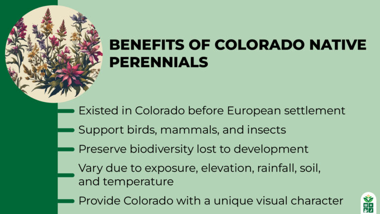 7 Best Perennials for Colorado That Endure Harsh Climate