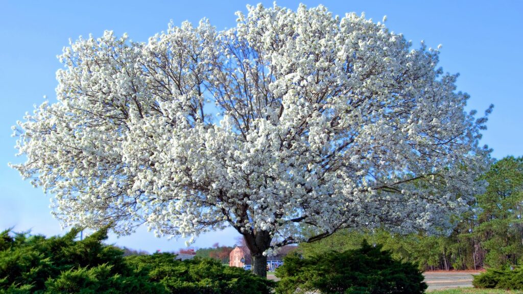 7 Best Flowering Trees for Michigan