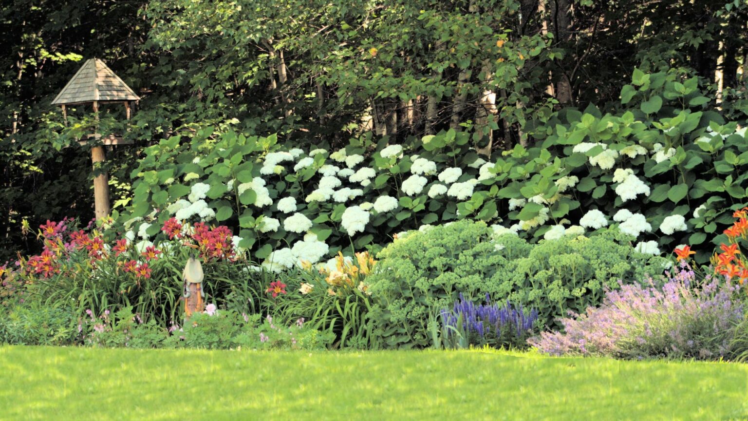 9 Best Perennials for Borders That Provide Continuous Blooming