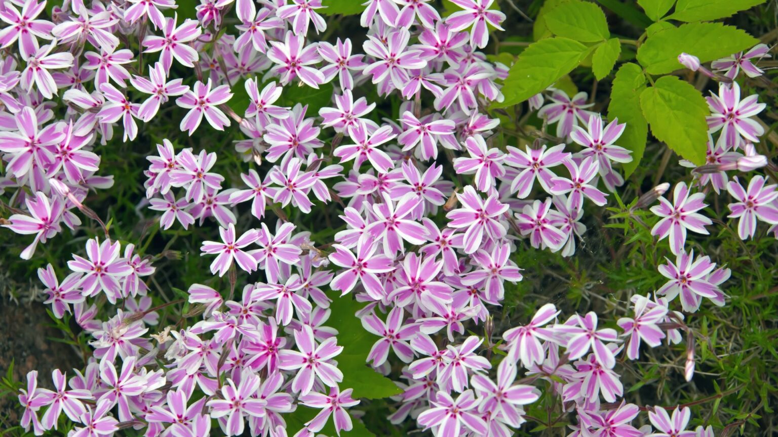 7 Best Perennials for Colorado That Endure Harsh Climate