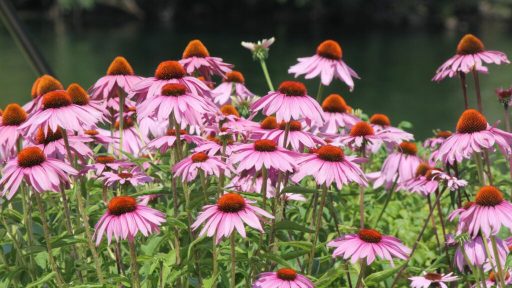 9 Best Perennials for Iowa Gardens to Maintain Year-Round Beauty