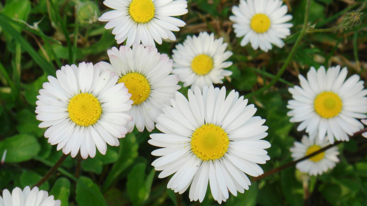 8 Best Perennials for New Jersey