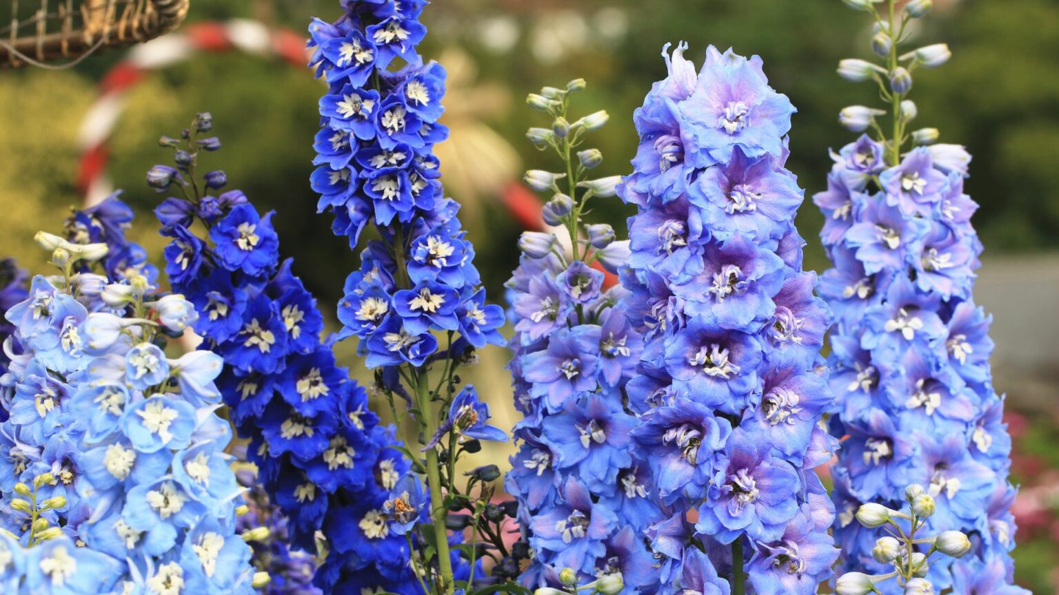 9 Best Perennials for Northern California Gardens